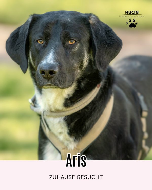 Hunde adoptieren - Hunde & Co. in Not e.V.
