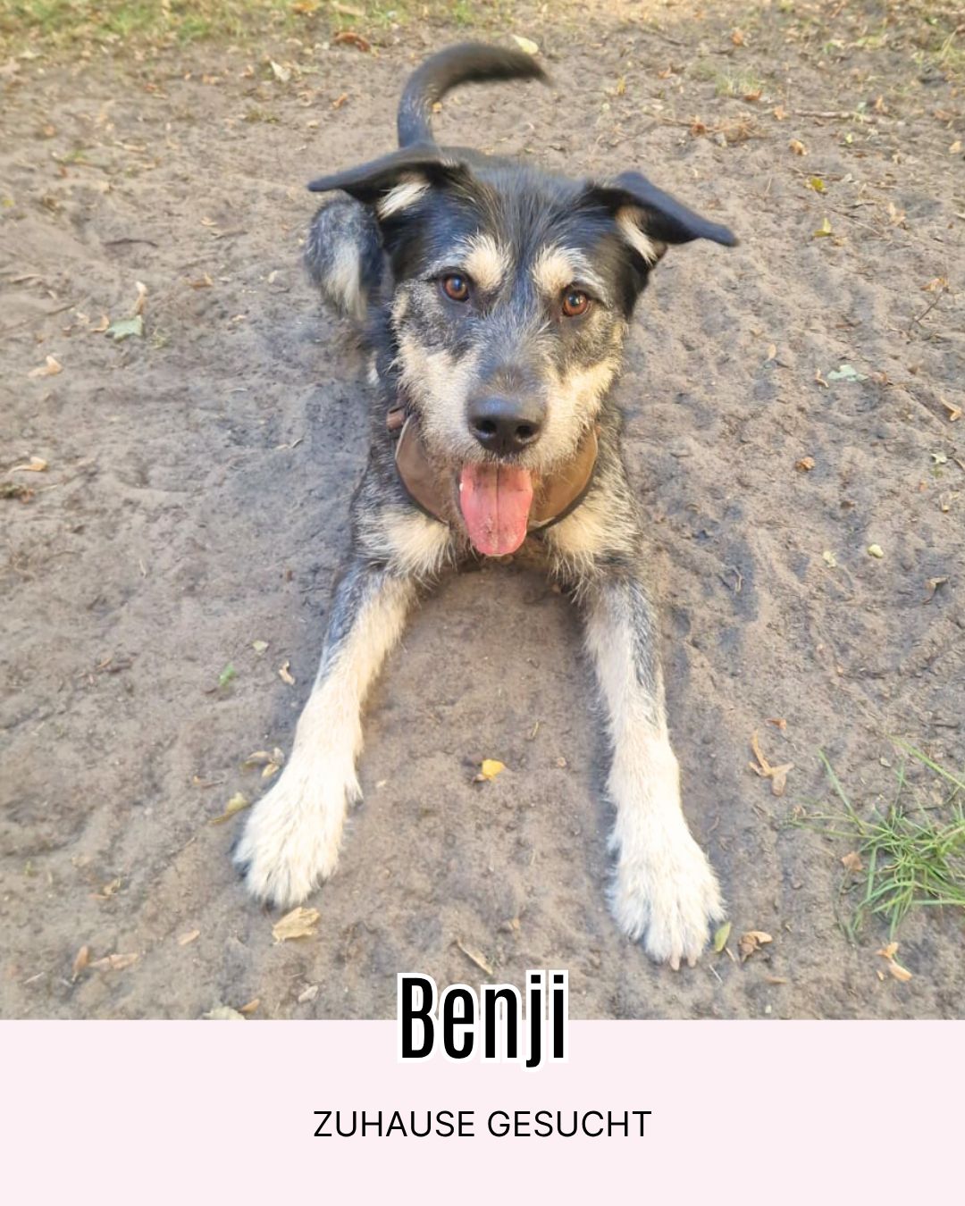 Hunde In Not Essen