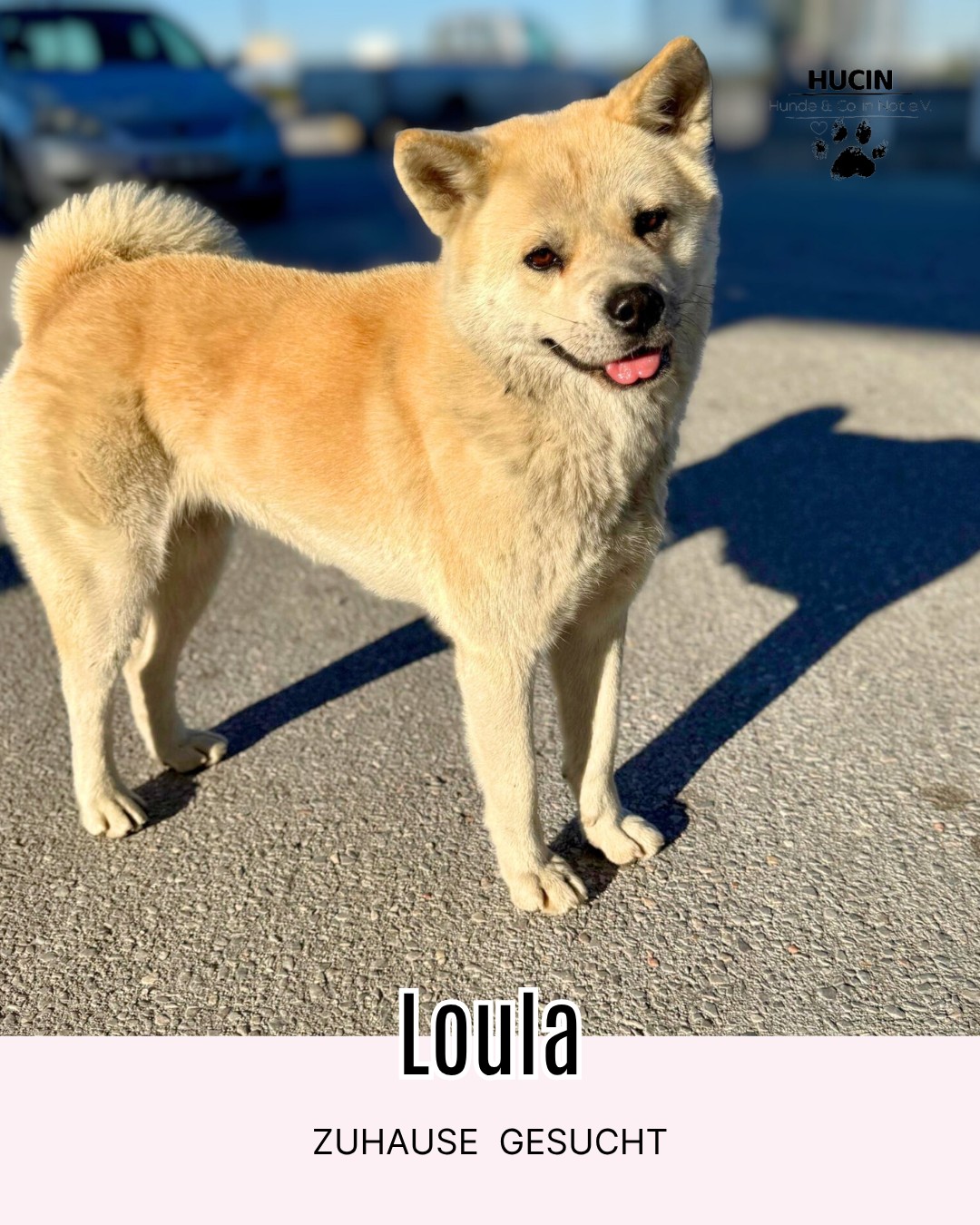 Loula (4 Jahre) Zuhause gesucht - Hunde & Co. in Not e.V.