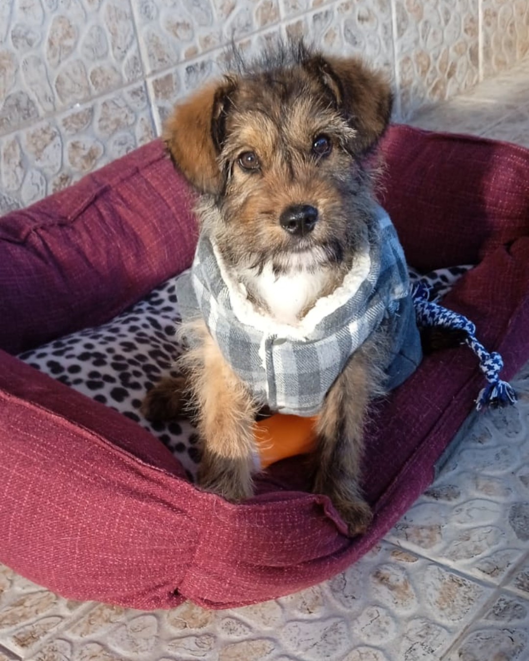 Herbie - Hunde & Co. in Not e.V.