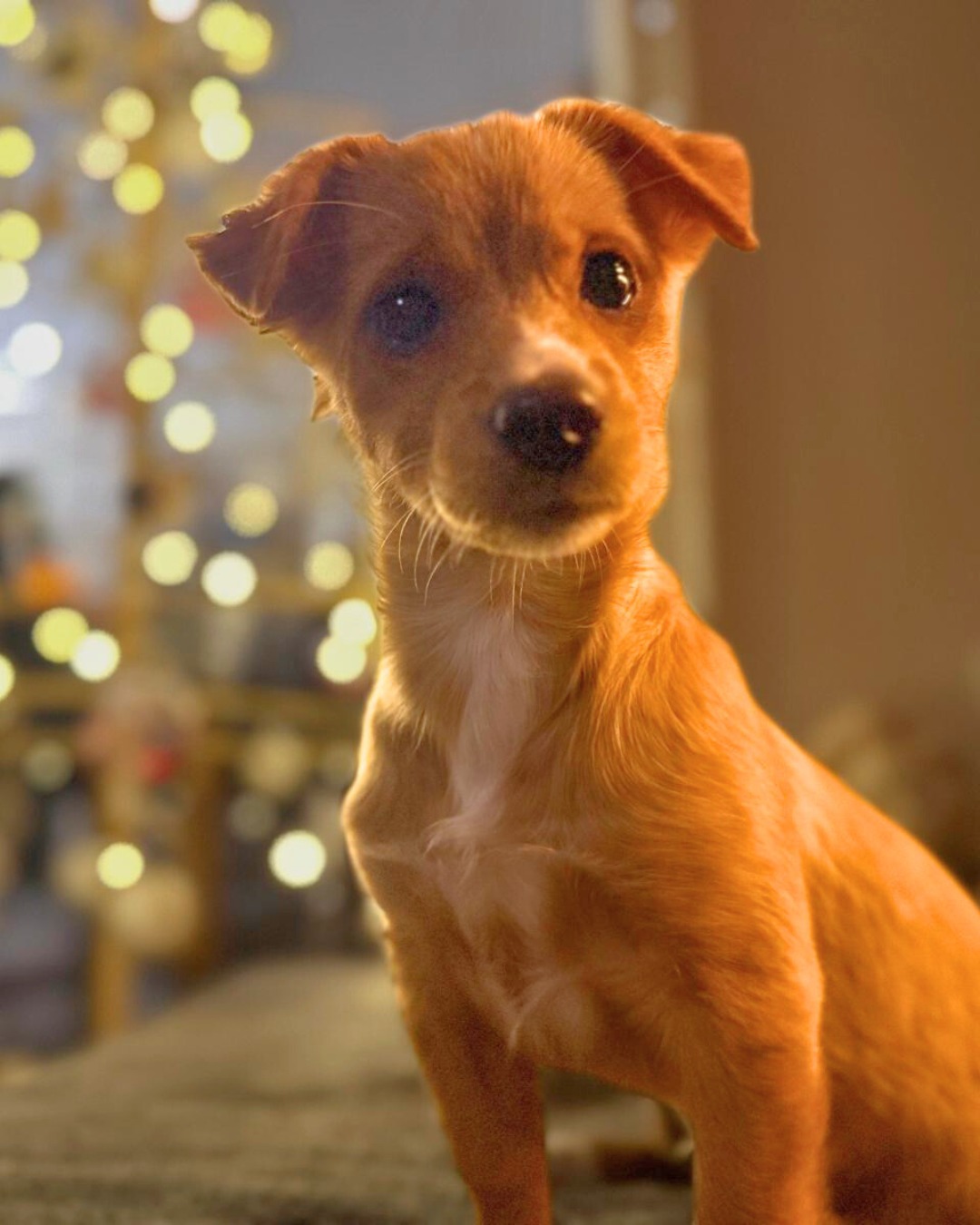 Penny - Hunde & Co. in Not e.V.