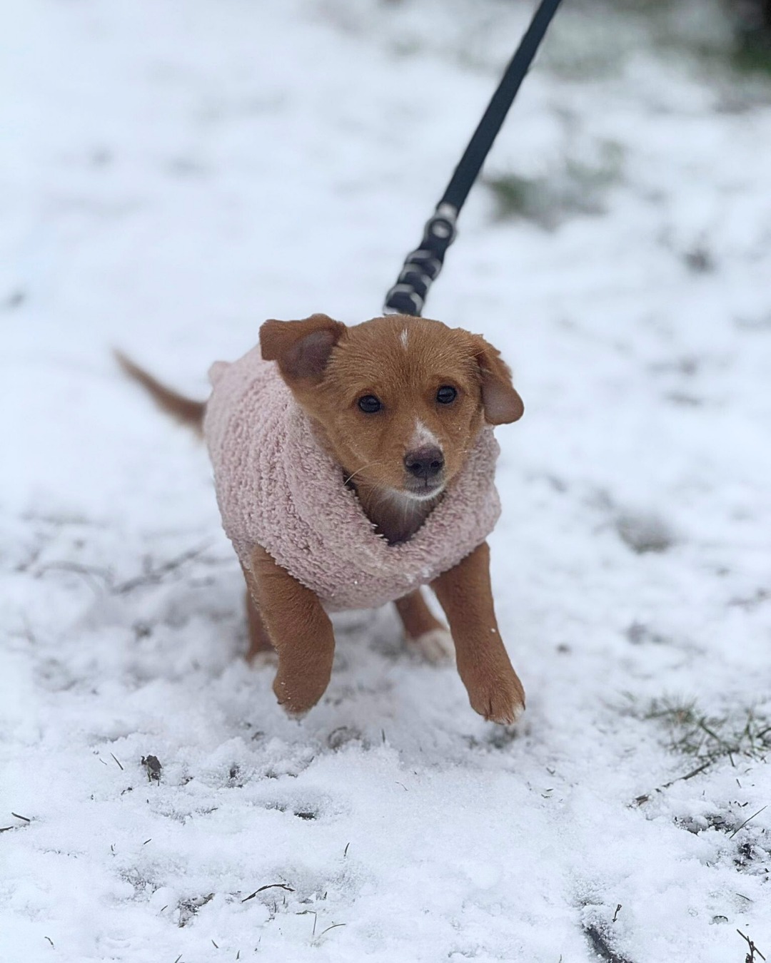 Penny - Hunde & Co. in Not e.V.