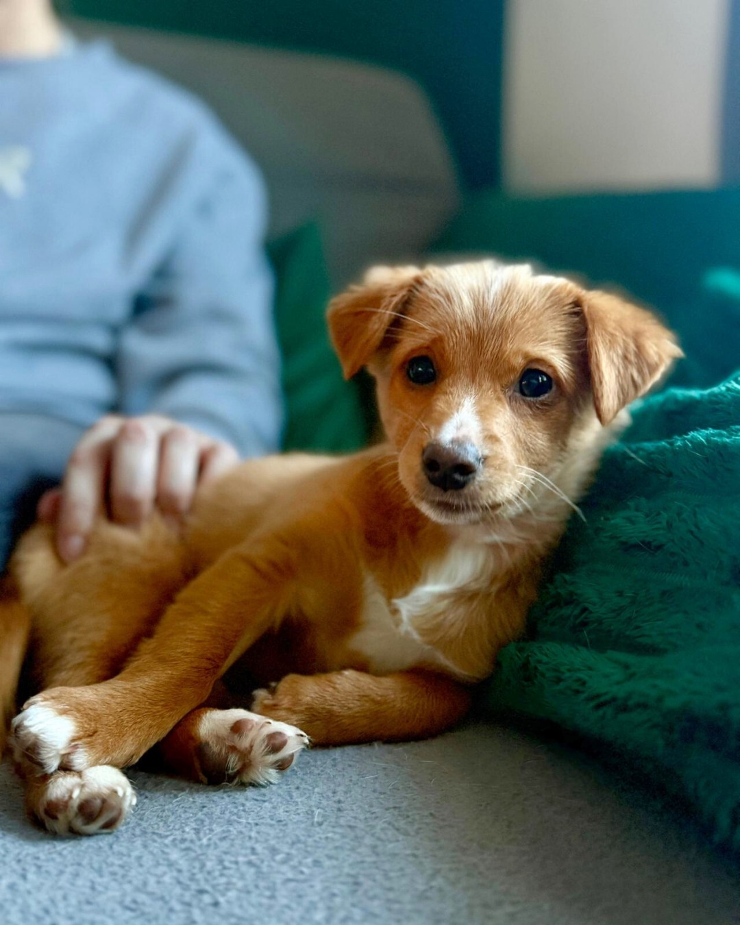 Penny - Hunde & Co. in Not e.V.