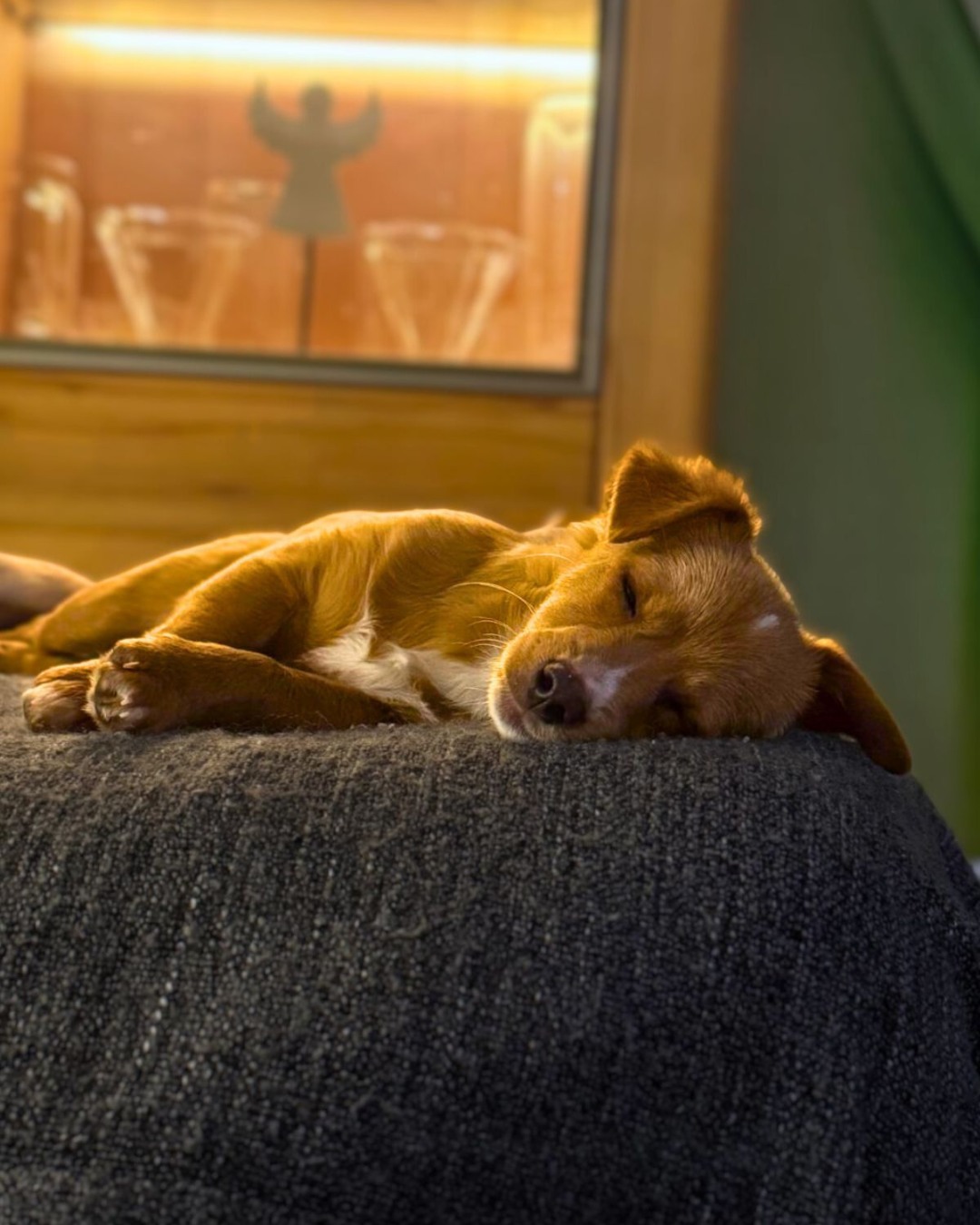 Penny - Hunde & Co. in Not e.V.